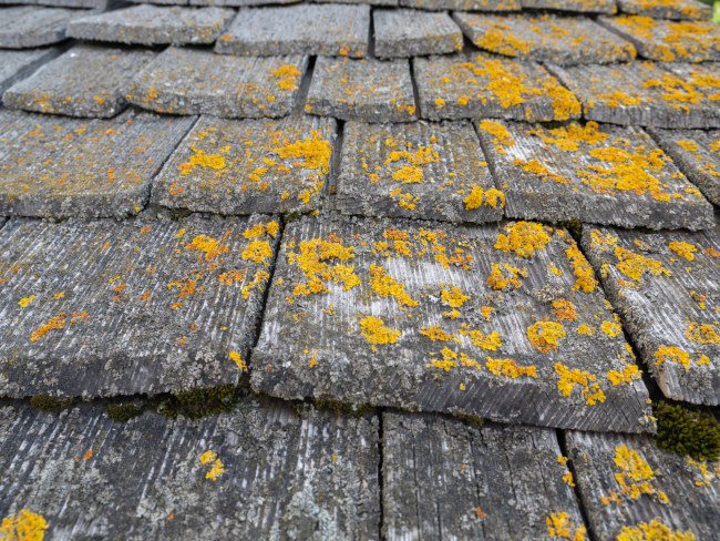 How Roof Cleaning Breaks Down Mold | Clear View Softwashing